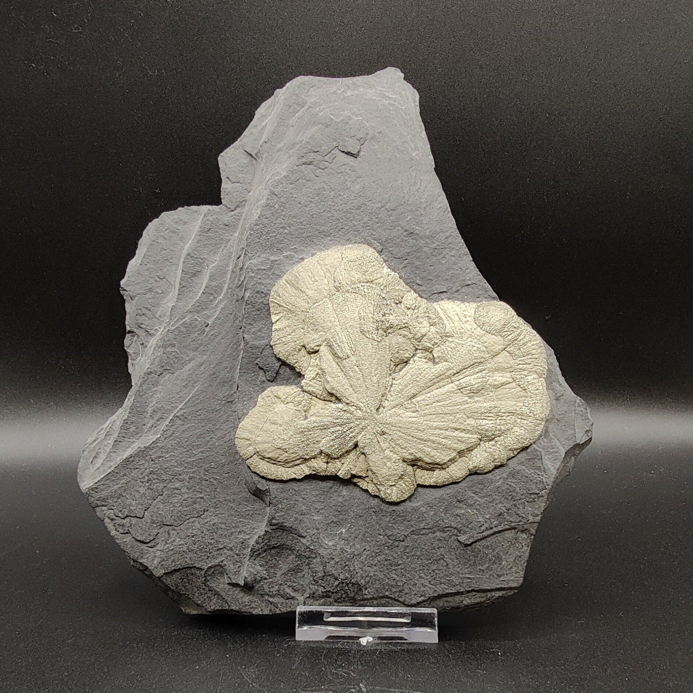 Pirita sol en matriz – GRISELDA KUCERA MINERALS